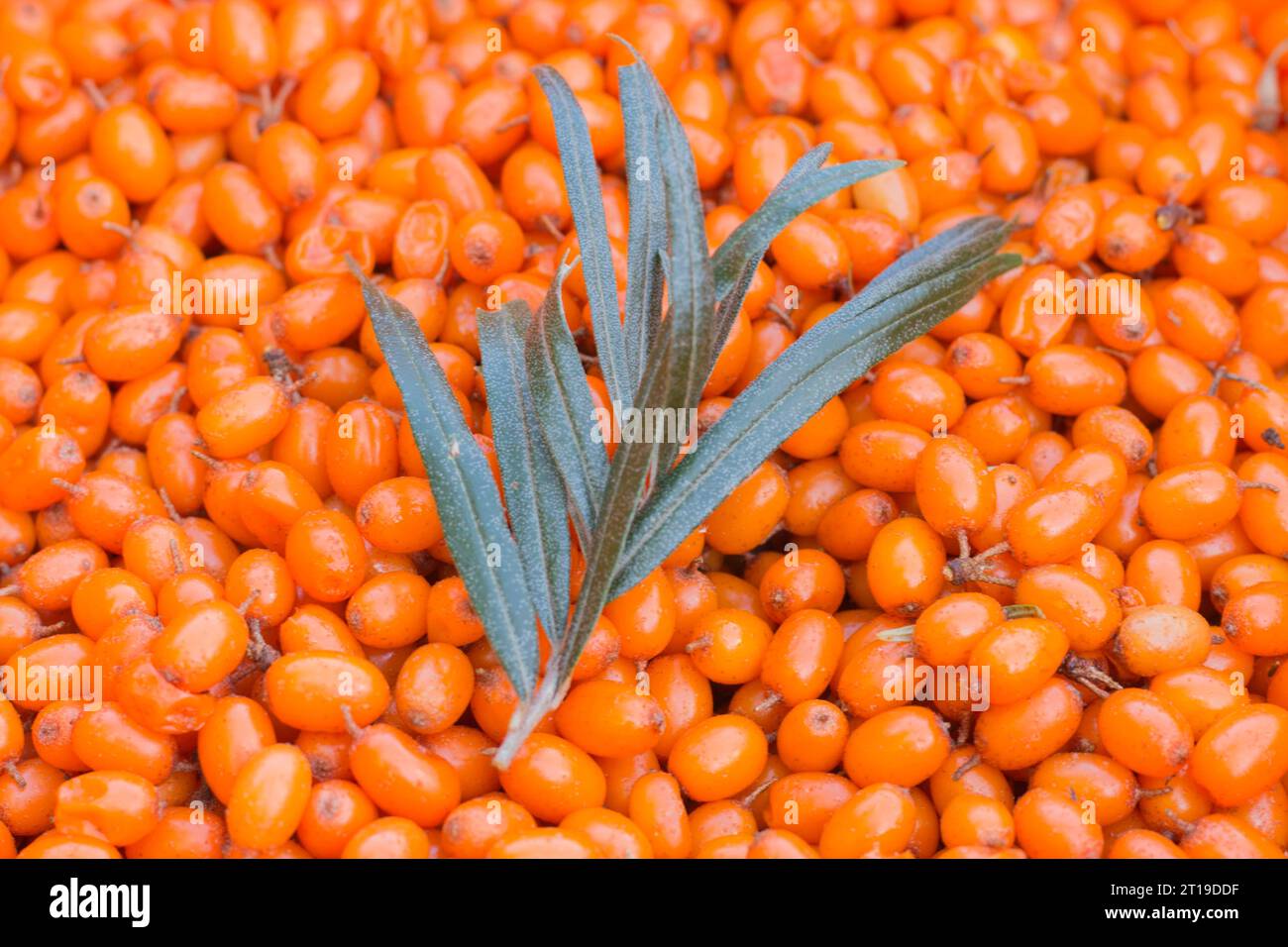 Goldberry hi-res stock photography and images - Alamy