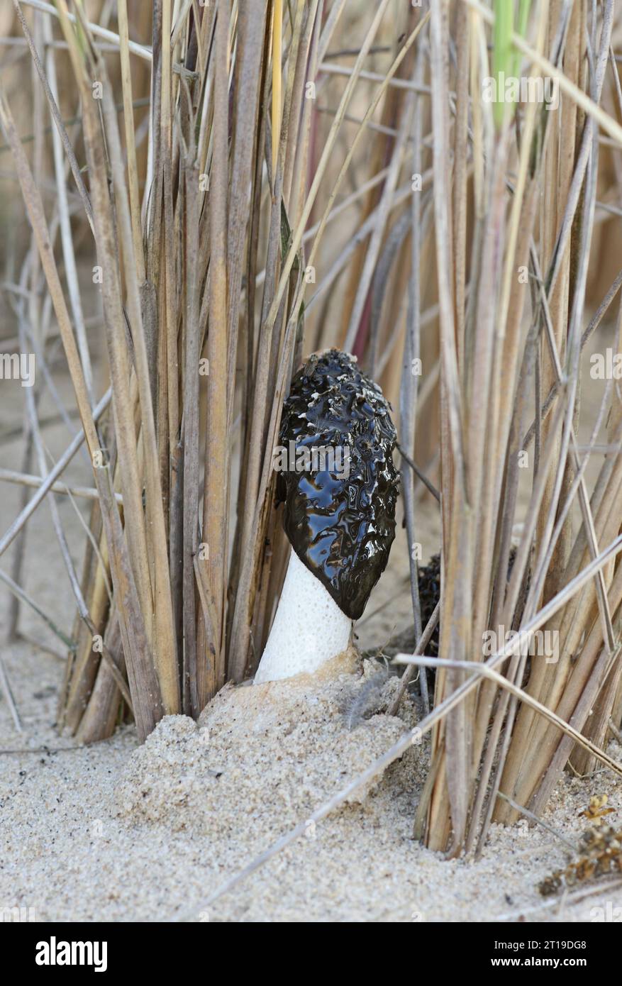 Sand Stinkhorn (Phallus hadriani) fruiting body, growing on sand dune ...