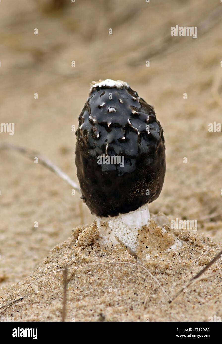 Dune fungi hi-res stock photography and images - Alamy