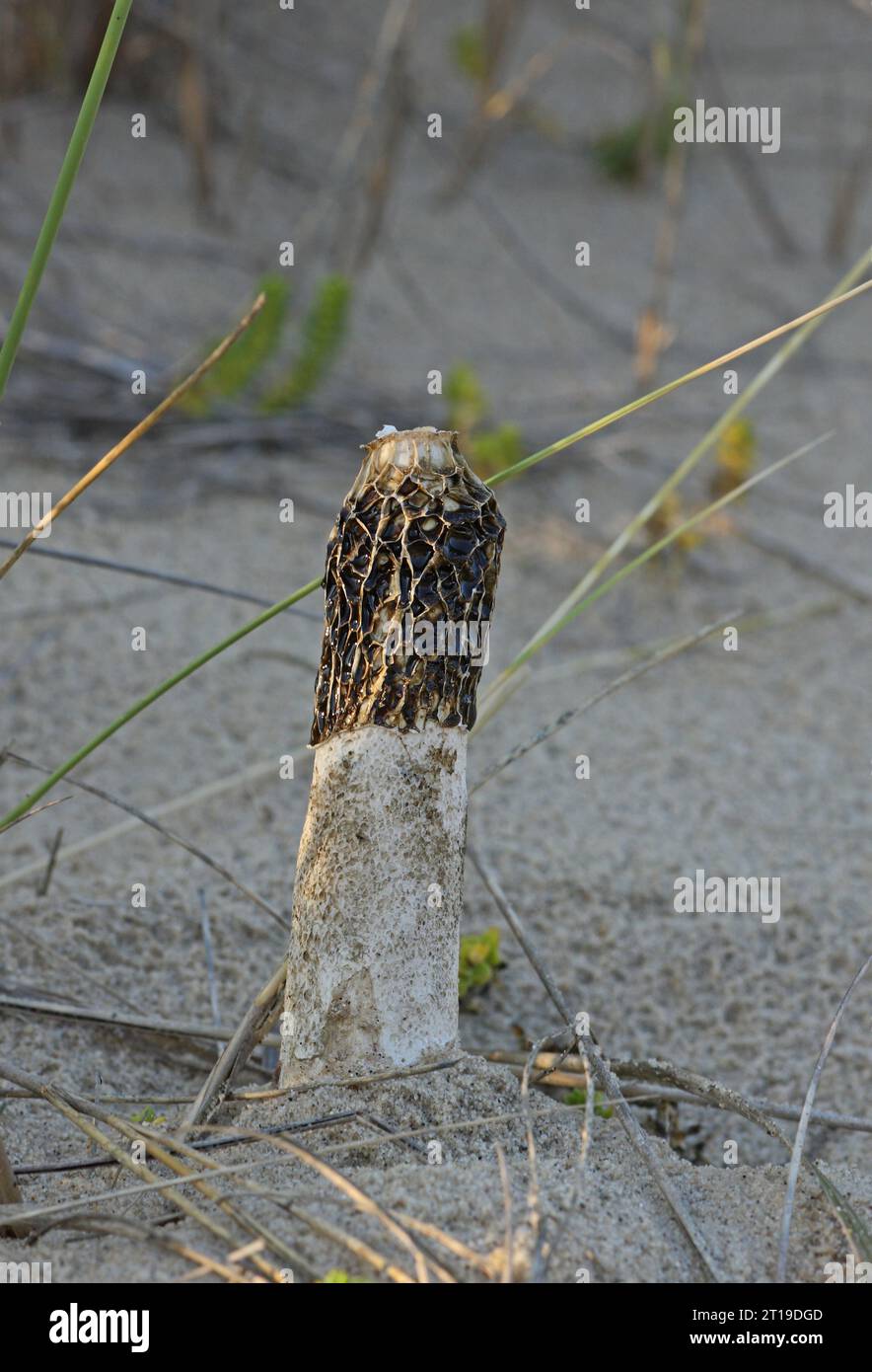 Sand Stinkhorn (Phallus hadriani) fruiting body, growing on sand dune ...
