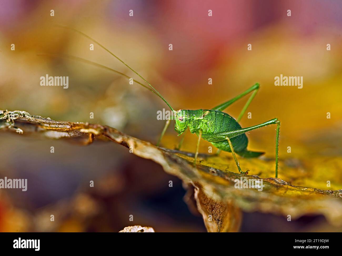 Speckled Bush-cricket (Leptophyes punctatissima) adult female at rest ...