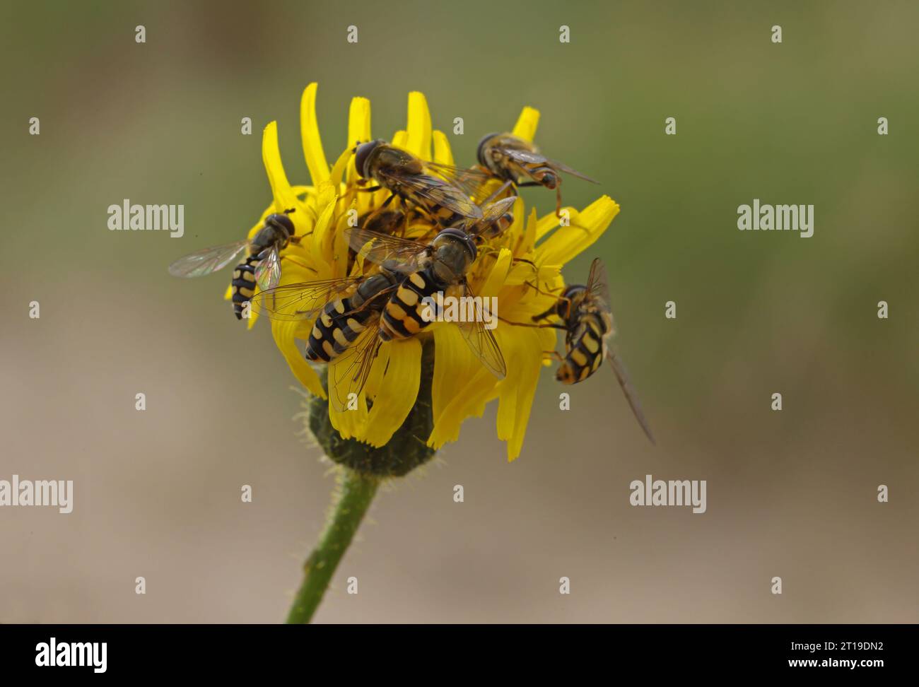 hoverfly (Metasyrphus corollae) swarming hoverflies feeding on flower ...