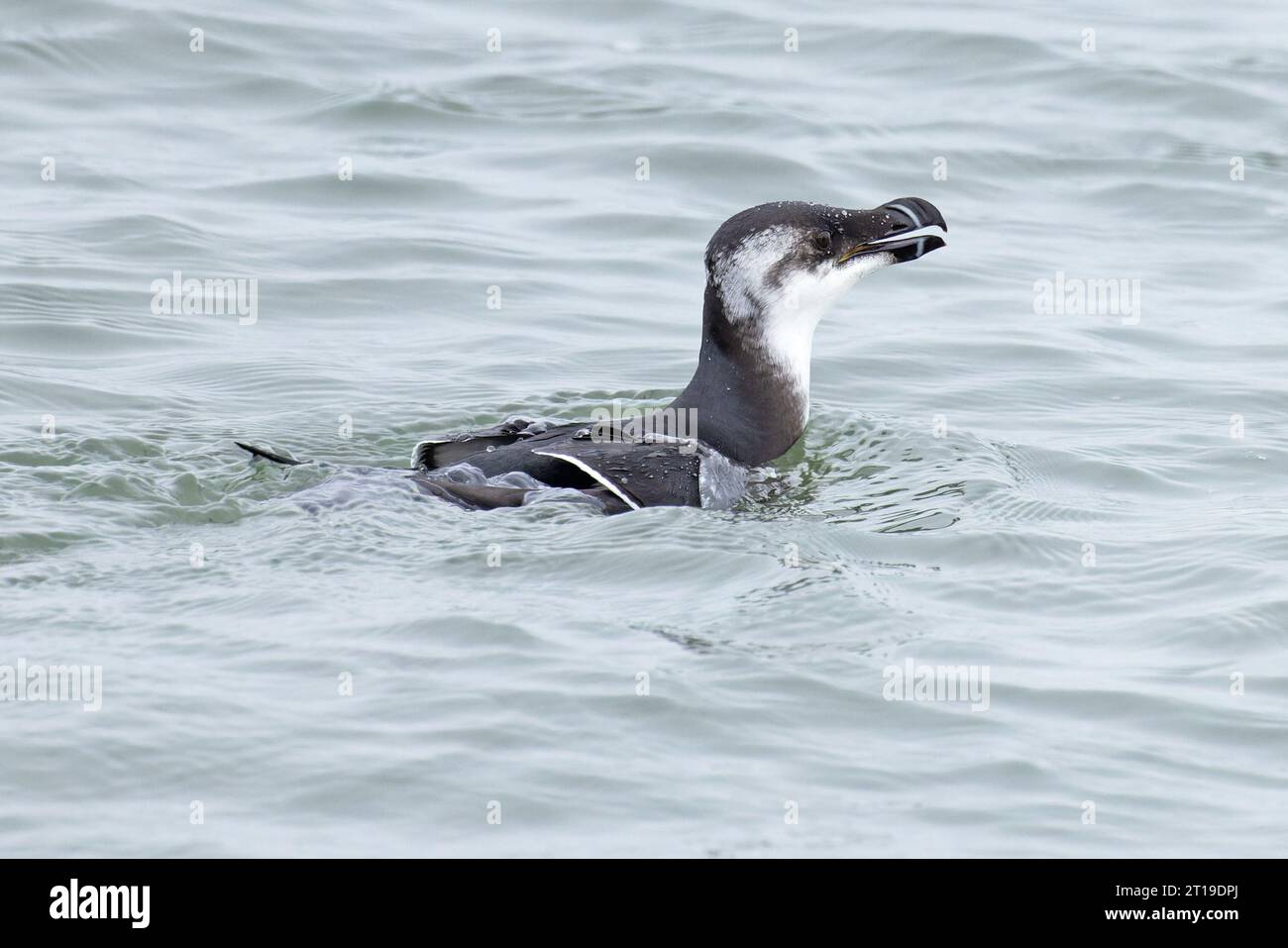 Razorbill (Alca torda) winter plumage fishing Norfolk October 2023 ...