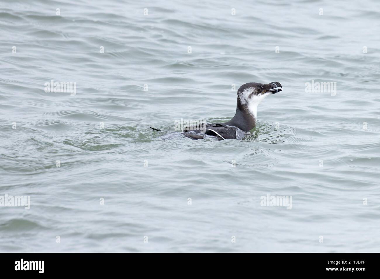 Razorbill (Alca torda) winter plumage fishing Norfolk October 2023 ...