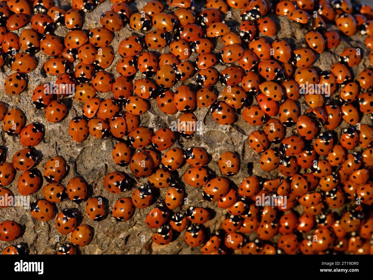 7 Spot Ladybird (Coccinella 7-punctata) concentration of swarming ...