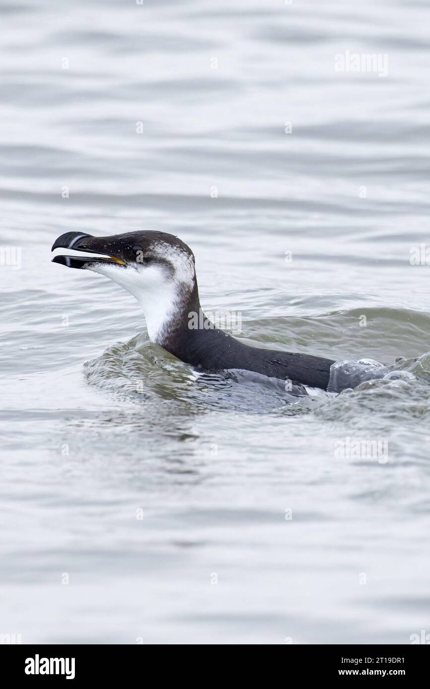 Razorbill (Alca torda) winter plumage fishing Norfolk October 2023 ...