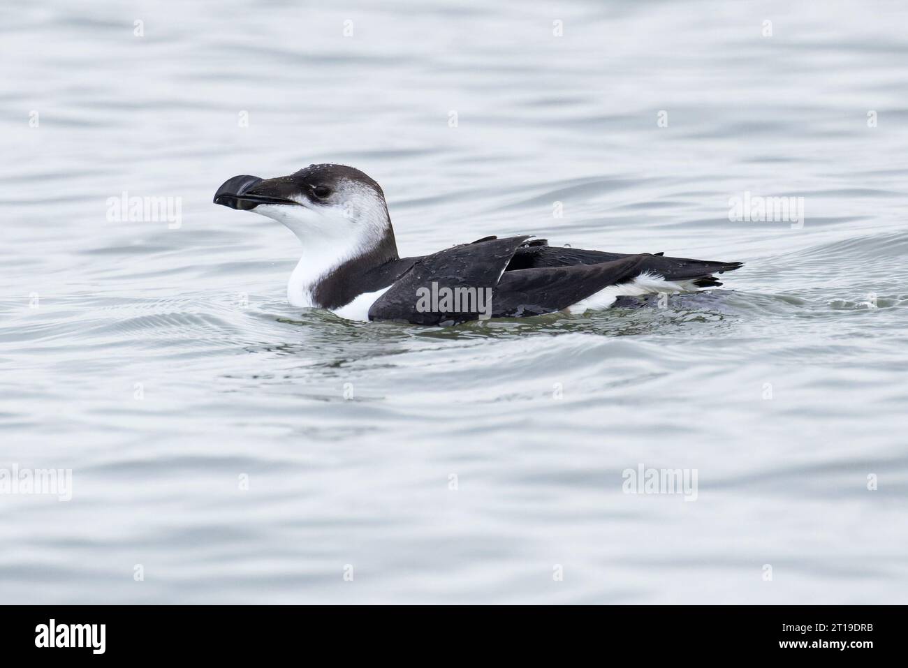 Razorbill (Alca torda) winter plumage fishing Norfolk October 2023 ...