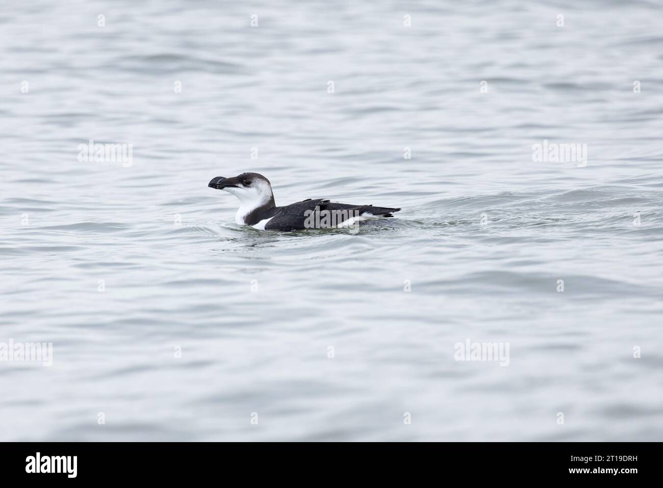Razorbill (Alca torda) winter plumage fishing Norfolk October 2023 ...