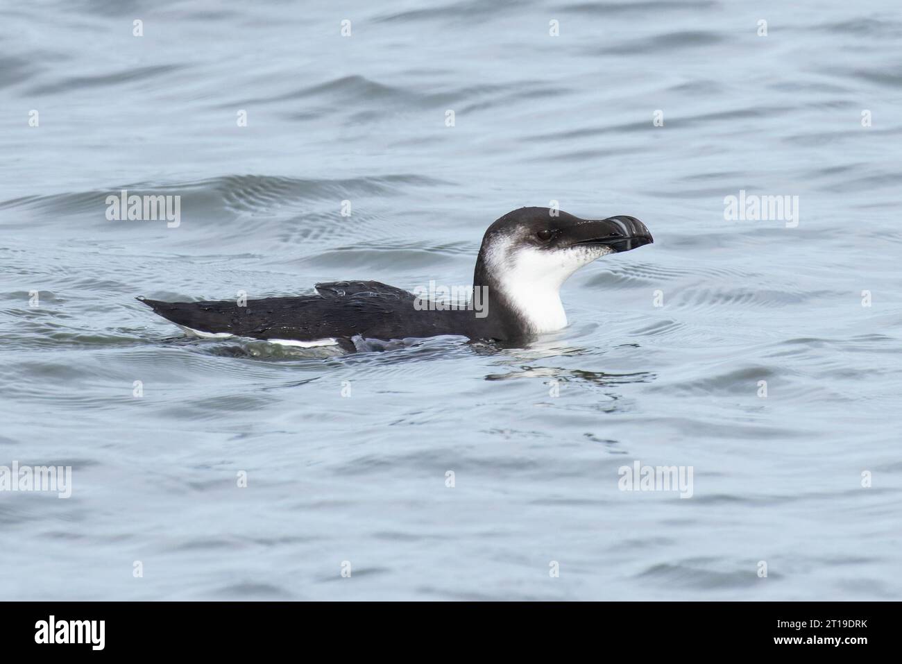 Razorbill (Alca torda) winter plumage fishing Norfolk October 2023 ...
