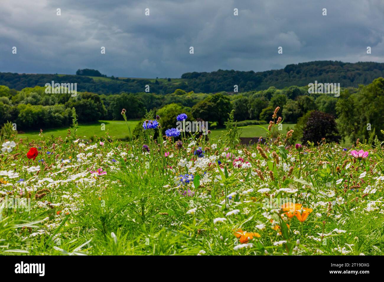 Wild flowers growing on a farm near Ashover in north east Derbyshire ...