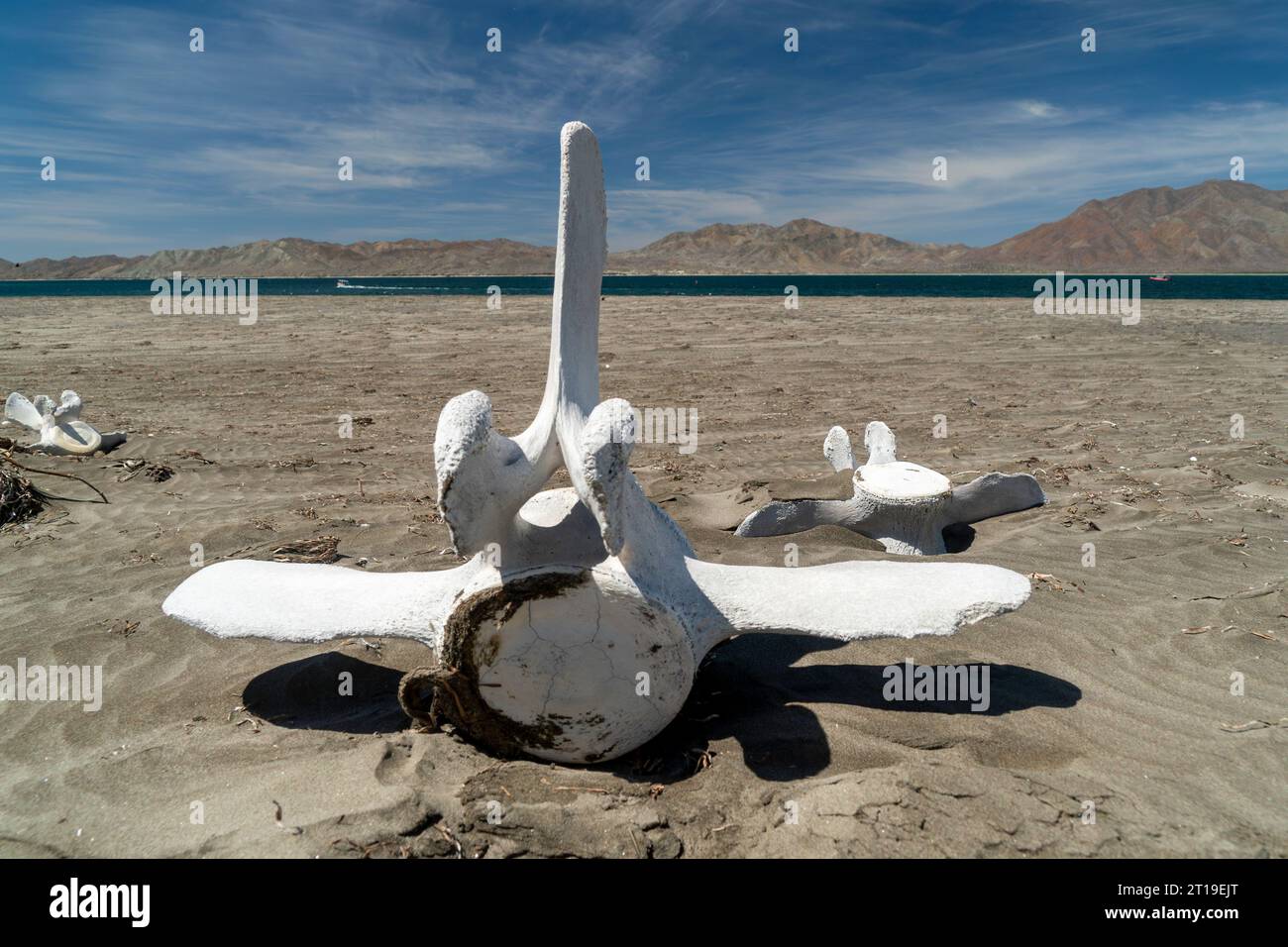 Grey whale bone Whalebones on the bay of San Ignacio Lagoon, Baja ...