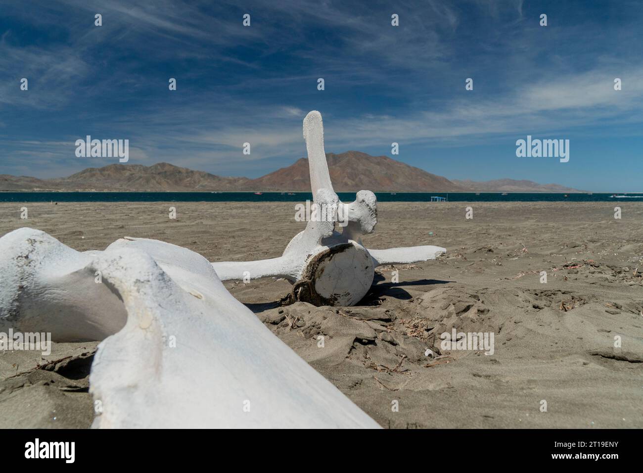 Grey whale bone Whalebones on the bay of San Ignacio Lagoon, Baja ...