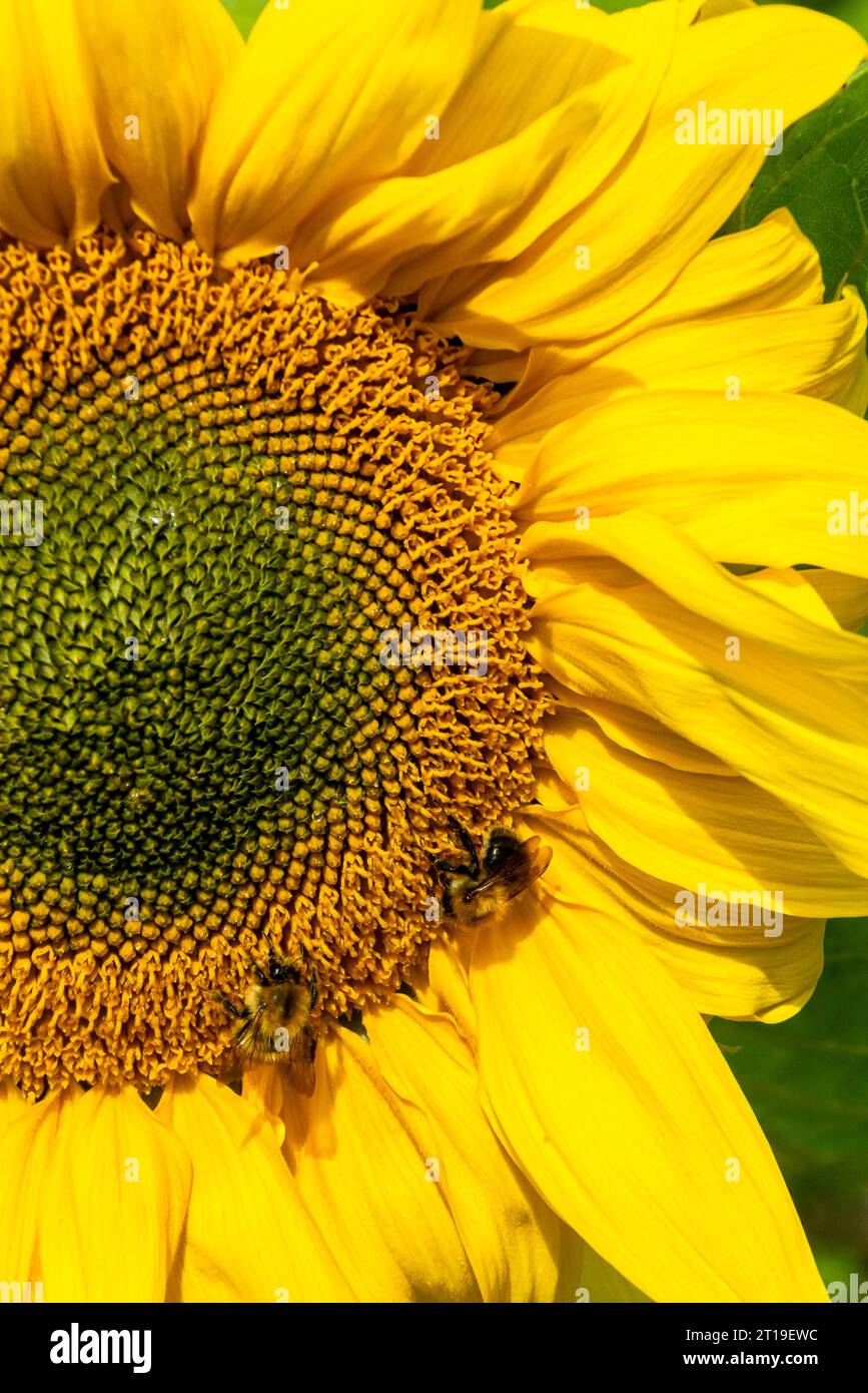 Close up view of sunflower plant with seeds and yellow petals in summer ...
