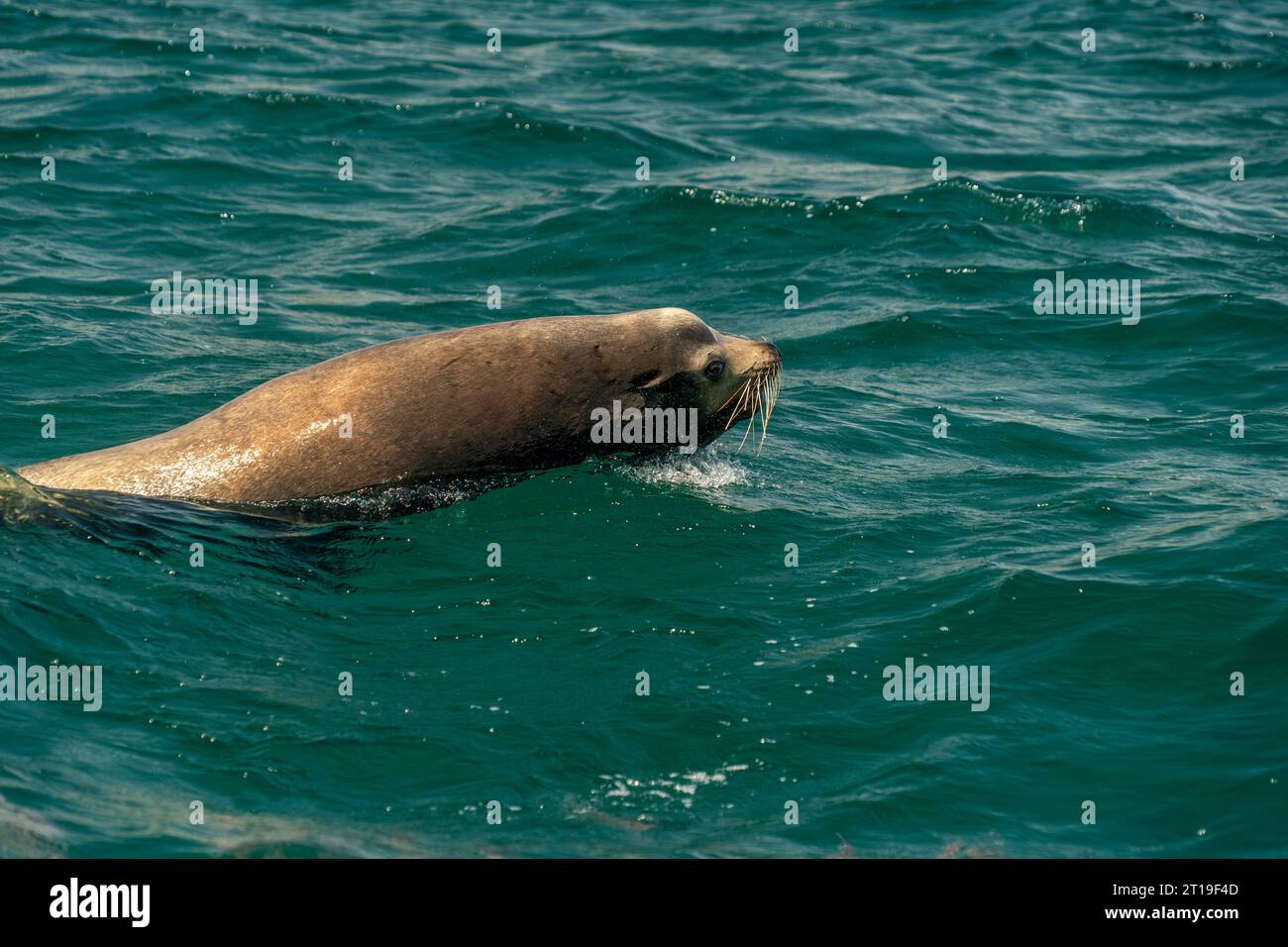 A sea lion hunting fish in baja california Stock Photo - Alamy