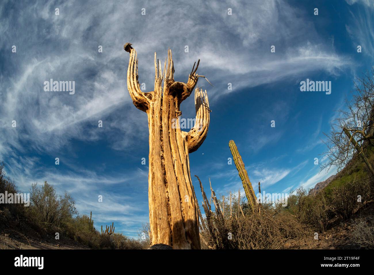 Death cactus hi-res stock photography and images - Alamy