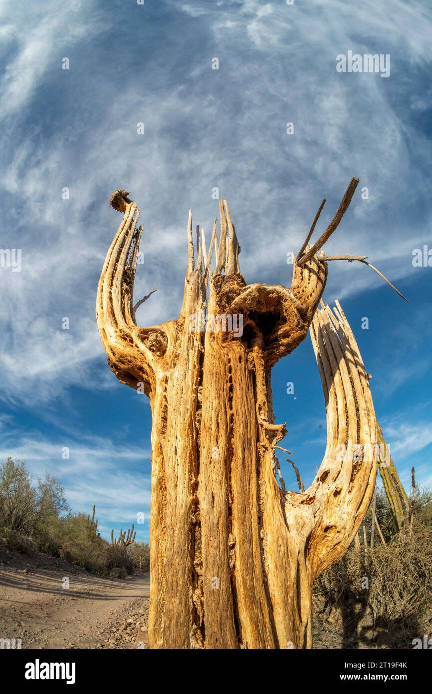A death cactus skeleton in baja california sur Stock Photo - Alamy