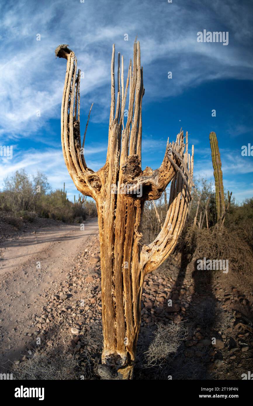 A death cactus skeleton in baja california sur Stock Photo - Alamy