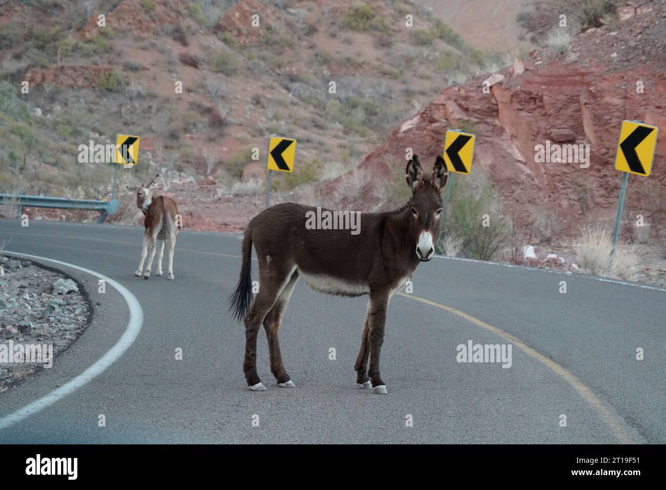 a donkey on the road from la paz to Loreto panorama Baja California Sur ...