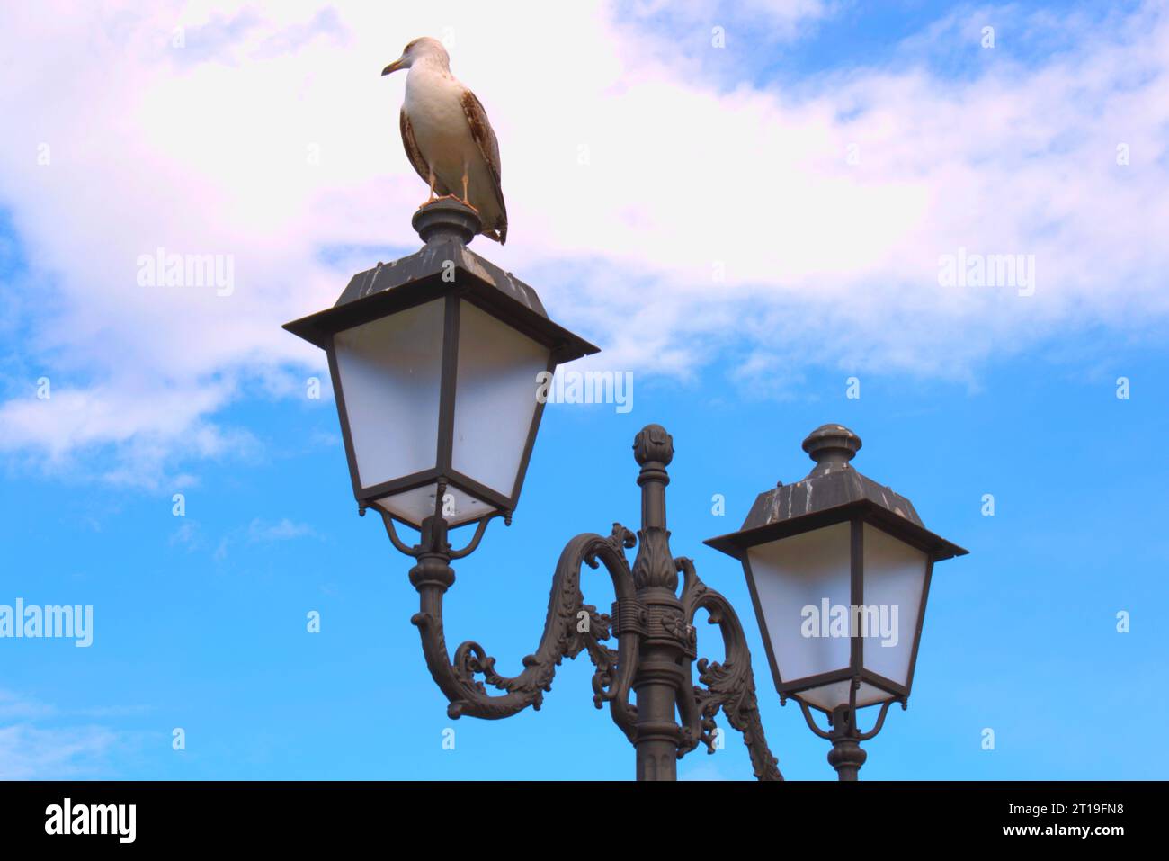 Lapwing gull hi-res stock photography and images - Alamy