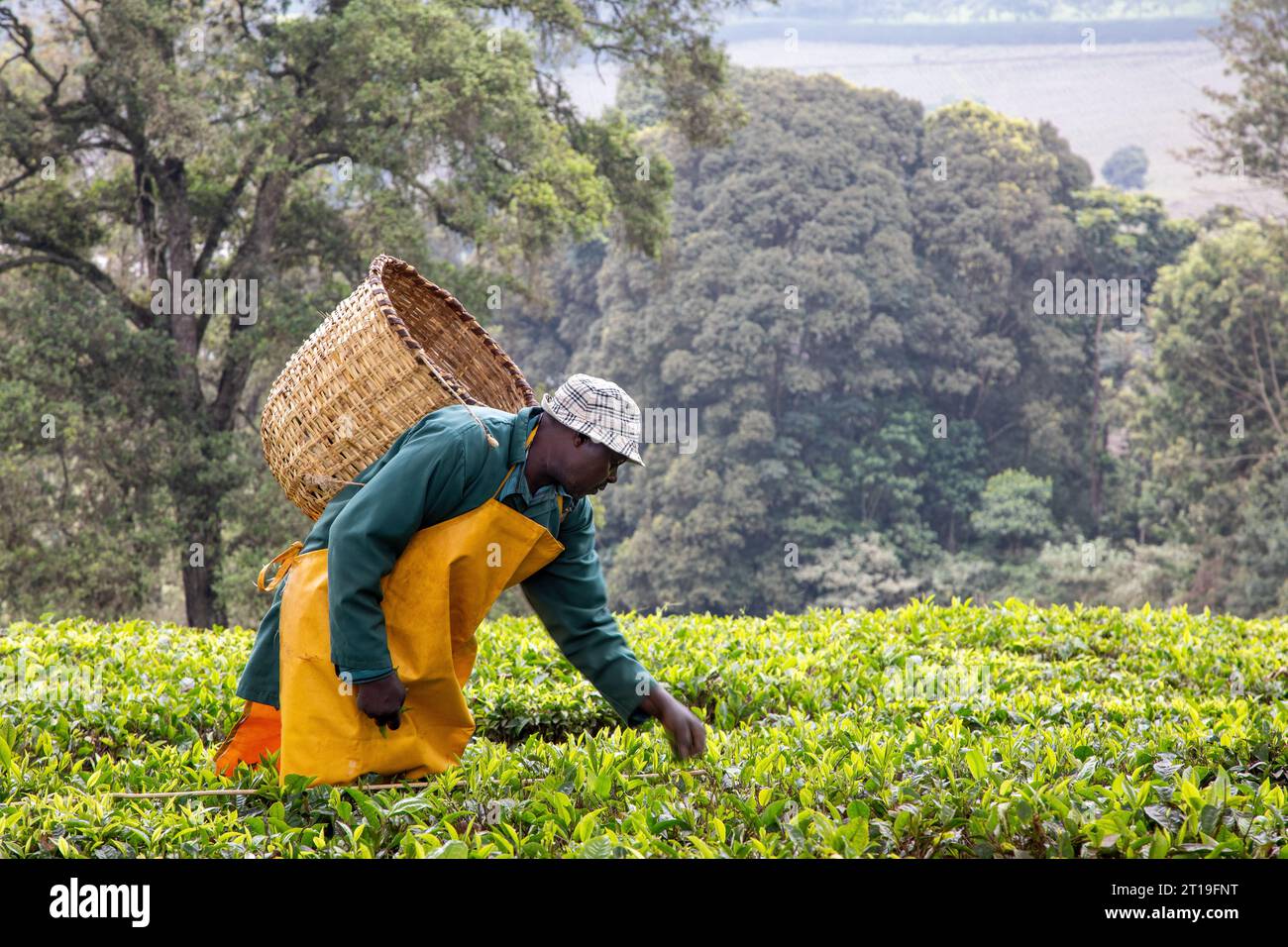 A man picks tea at a tea farm in Kenya. The highlands surrounding ...