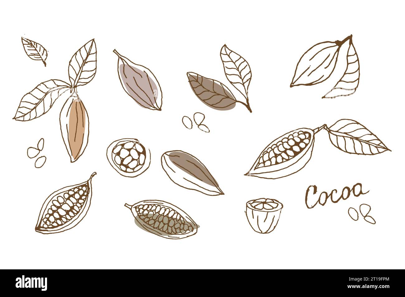 Outline Cacao beans, leaves on white background Stock Vector Image ...