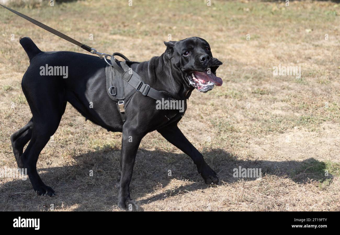 Portrait of an Italian Mastiff Cane Corso. Black and white Italian ...