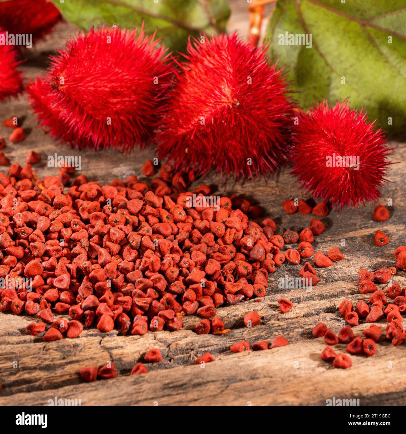 Bixa orellana - Natural red pigment from achiote seeds Stock Photo - Alamy