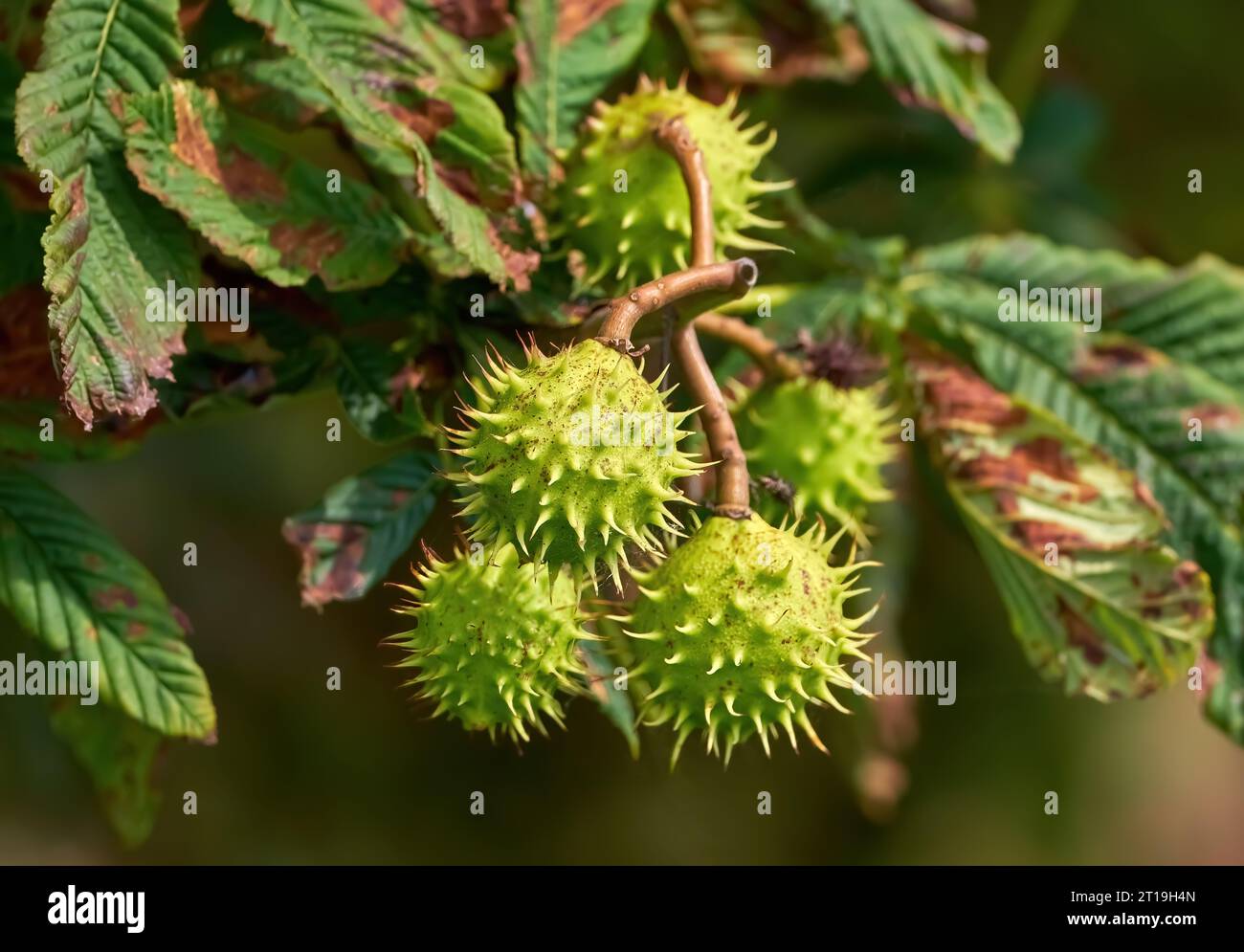 Several, still unripe fruits on the chestnut tree, with damage from the ...