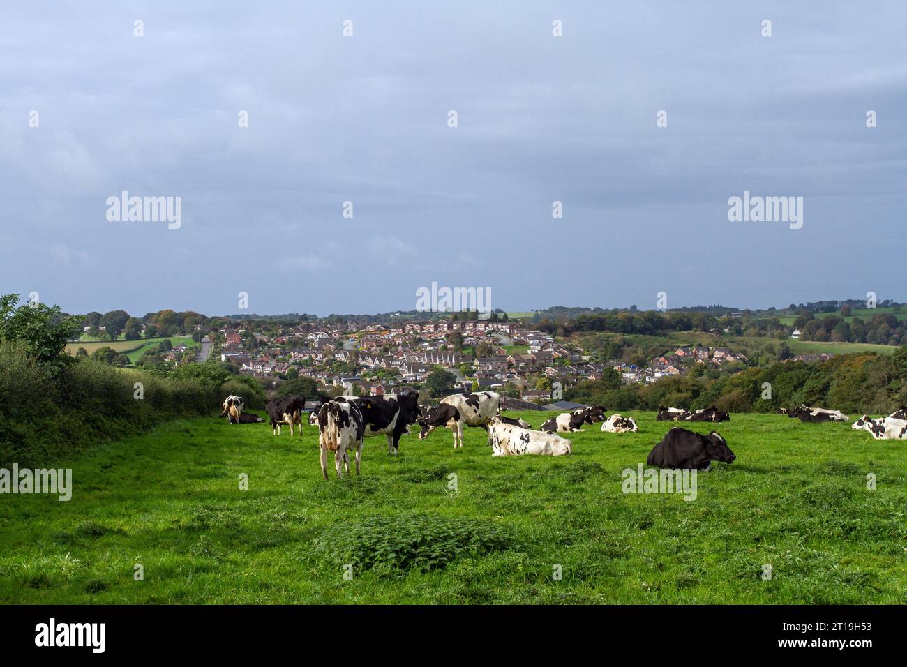 Cattle cows grazing in fields above the Staffordshire village of ...