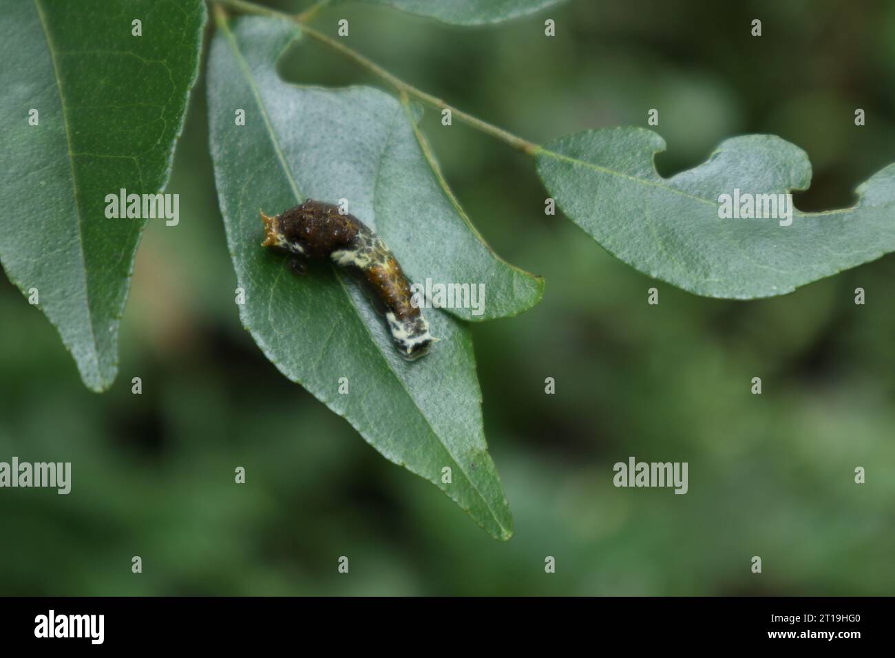 Close up view of a Common Mormon caterpillar (Papilio Polytes) feeding ...
