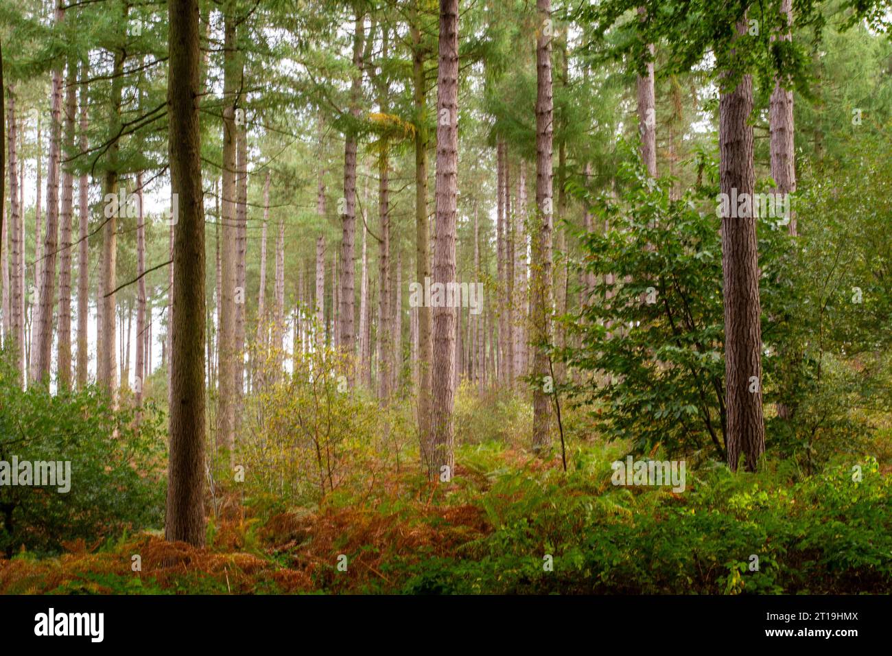 Conifer trees hi-res stock photography and images - Alamy