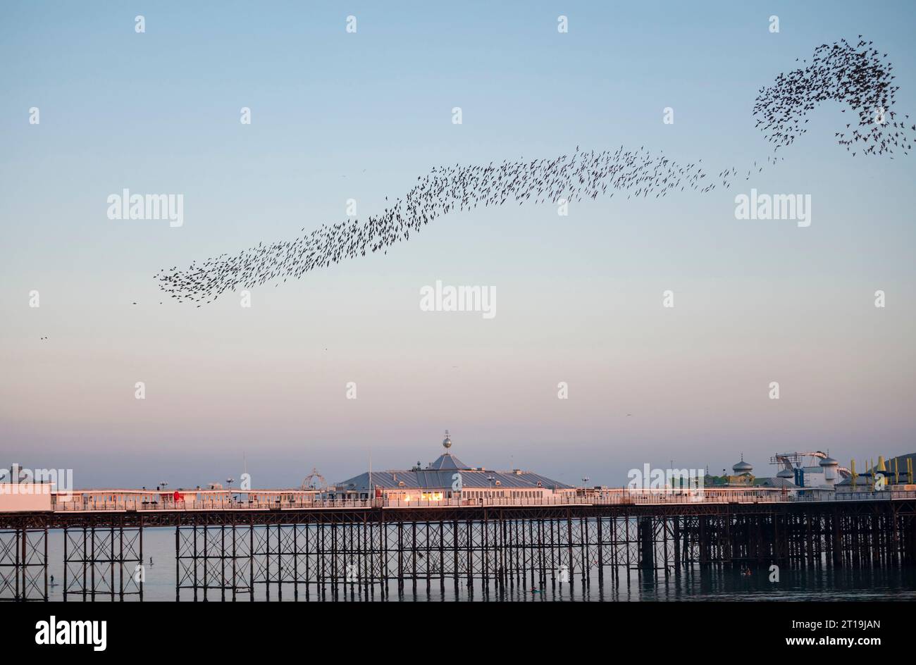Brighton starling murmurations hi-res stock photography and images - Alamy