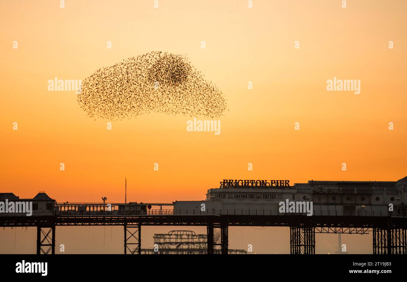 Brighton starling murmurations hi-res stock photography and images - Alamy