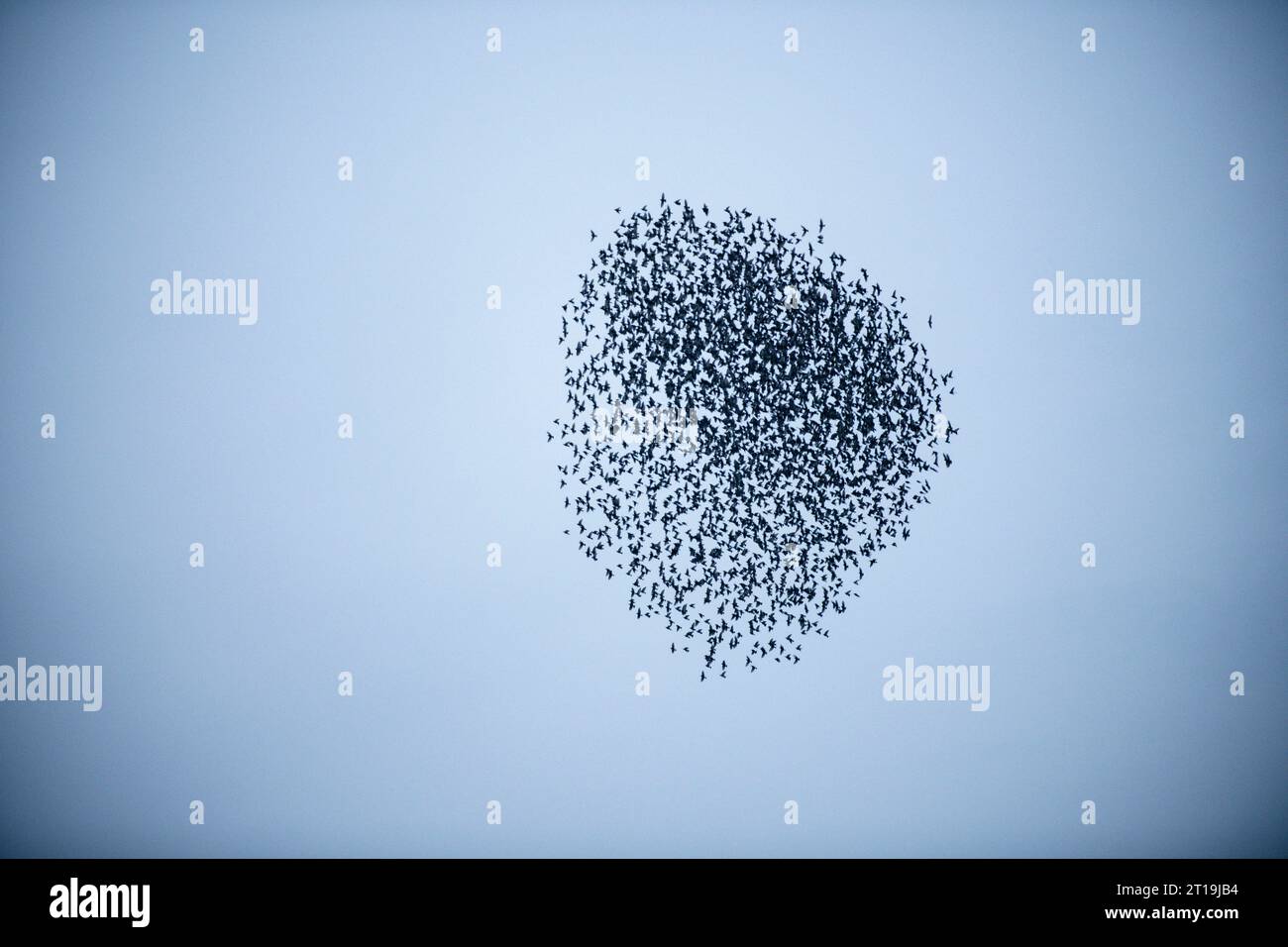 Brighton starling murmurations hi-res stock photography and images - Alamy