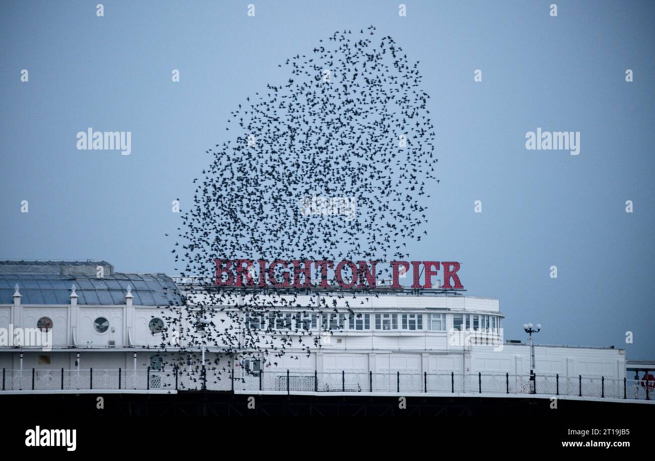 Brighton starling murmurations hi-res stock photography and images - Alamy