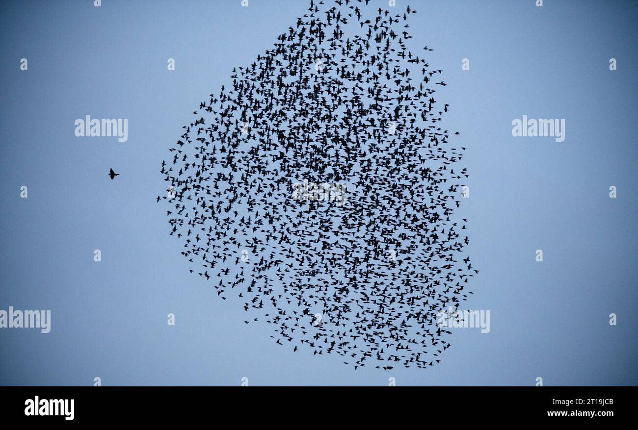 Brighton starling murmurations hi-res stock photography and images - Alamy