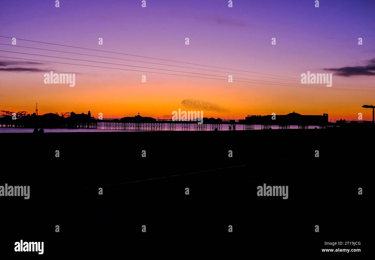 Thousands of starlings return from across the Sussex countryside, to ...