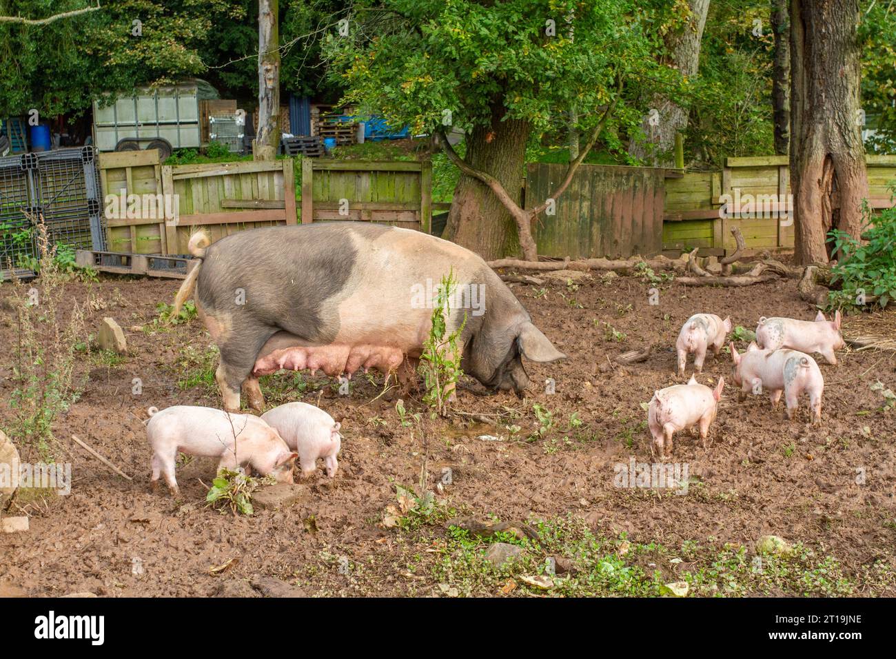 Piglets outside a pig sty snuffling in mud Stock Photo - Alamy