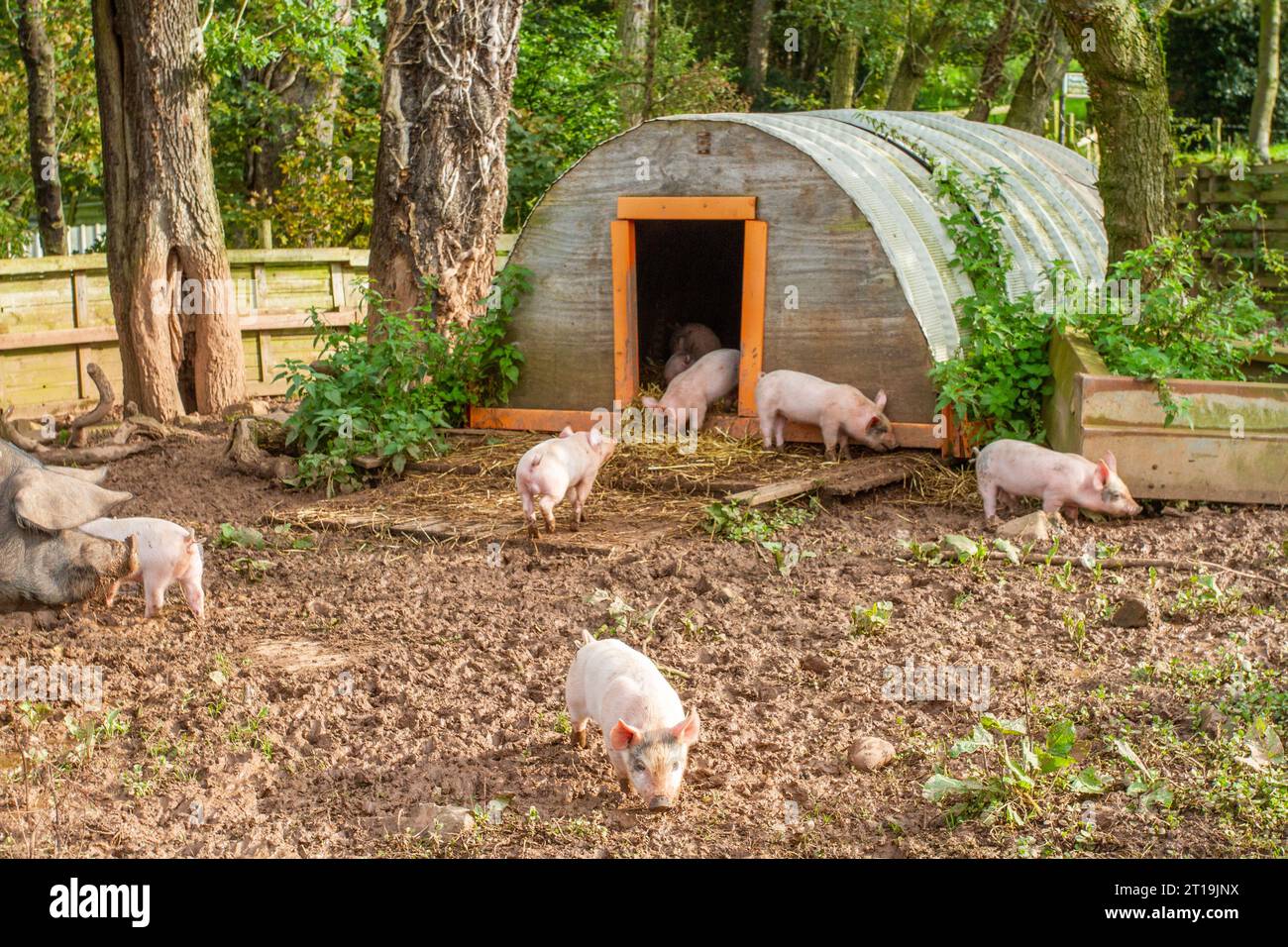 Piglets outside a pig sty snuffling in mud Stock Photo - Alamy