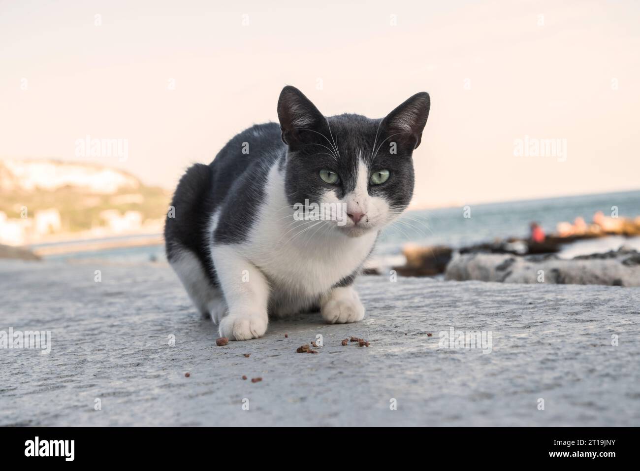 Street cat on boardwalk hi-res stock photography and images - Alamy