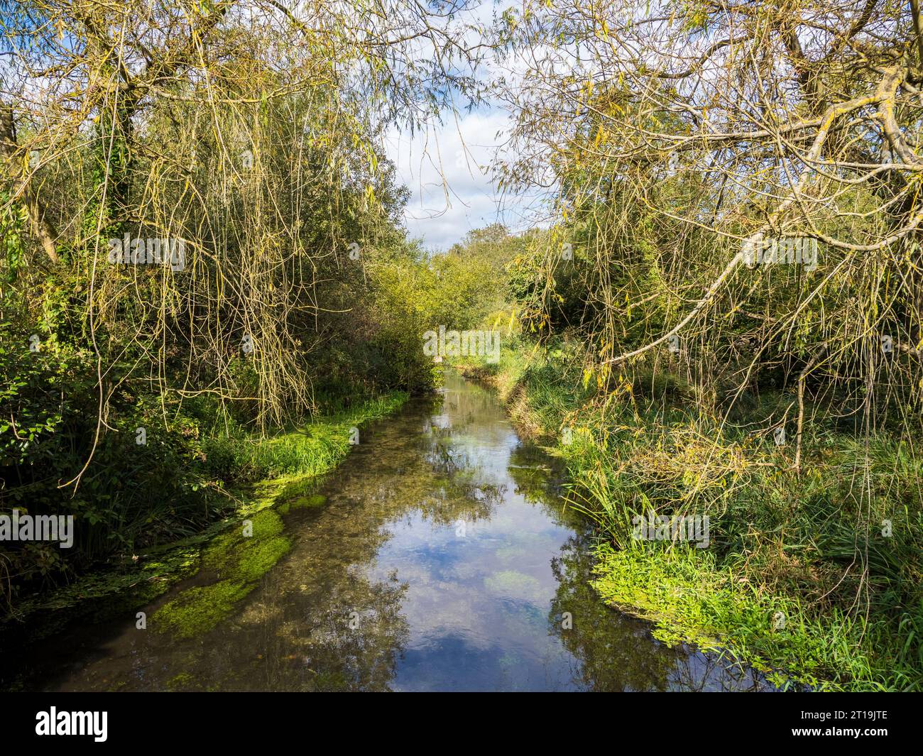 River Whitewater, North Warnborough, Hampshire, England, UK, GB Stock ...