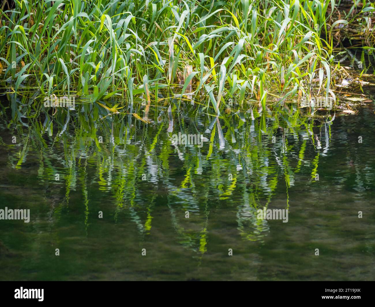 Natural Landscape on the Basingstoke Canal, North Warnborough ...