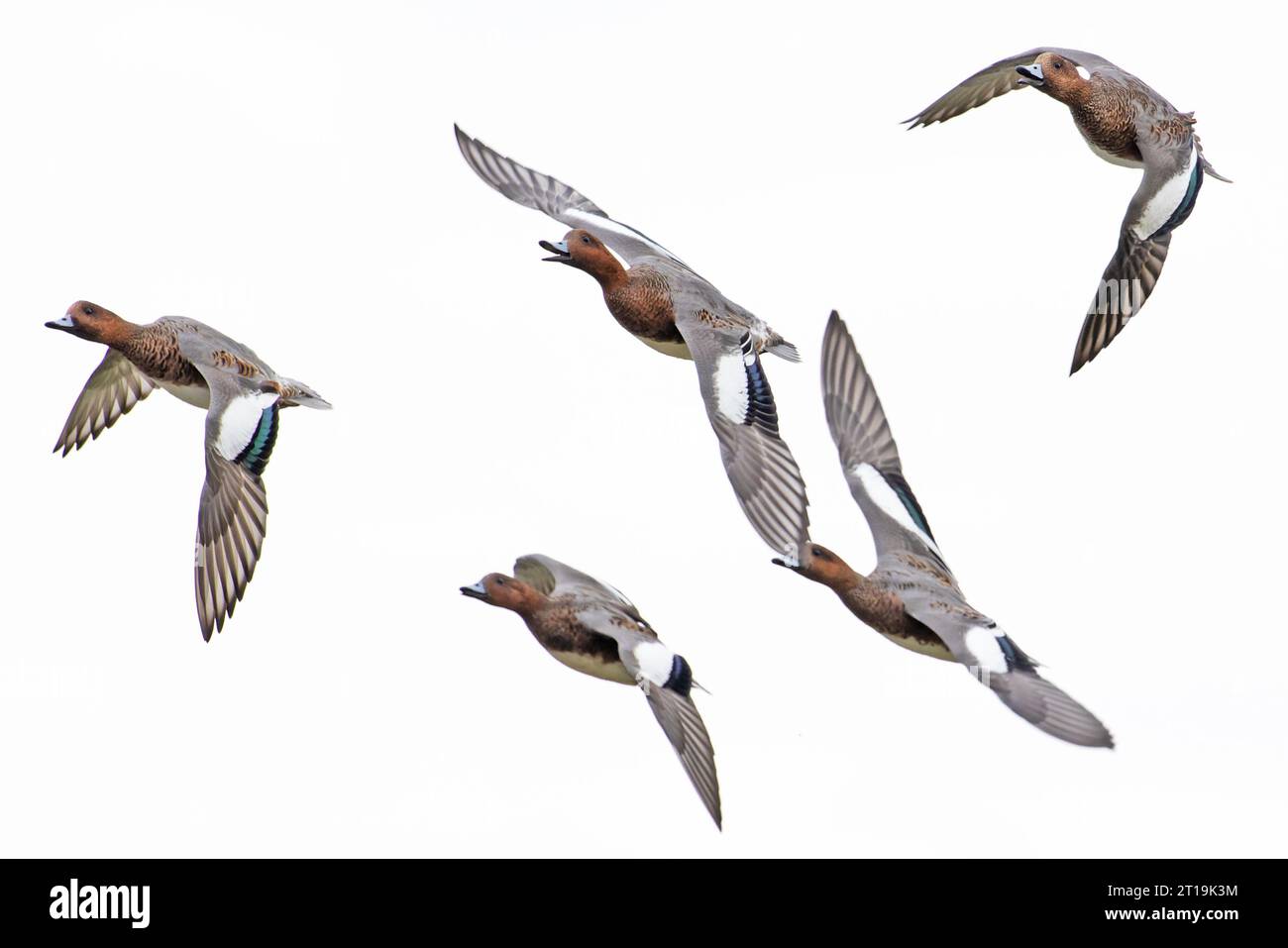 October 2023 uk Cut Out Stock Images & Pictures - Alamy