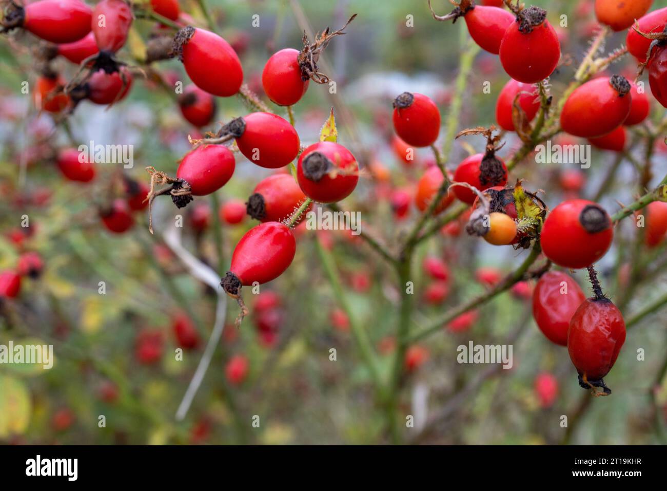 Rose hip bush hi-res stock photography and images - Alamy