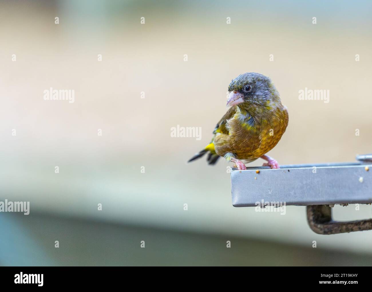 The Grey-capped Greenfinch (Chloris sinica), a charming bird, commonly ...