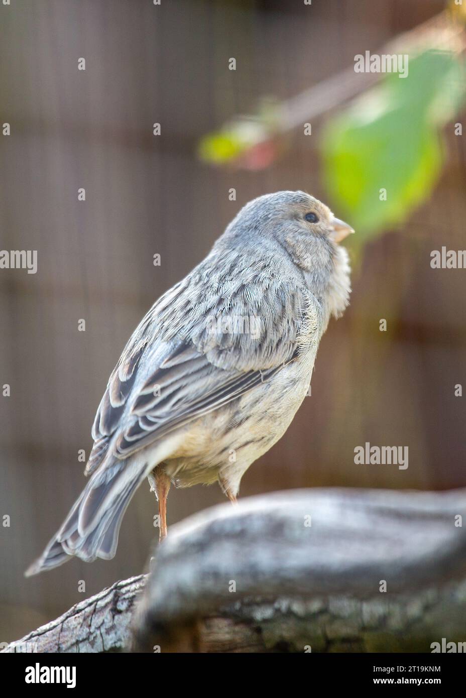 Canary avifauna hi-res stock photography and images - Alamy