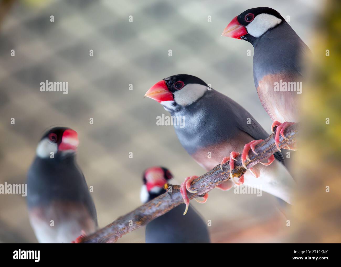 Native environment hi-res stock photography and images - Alamy