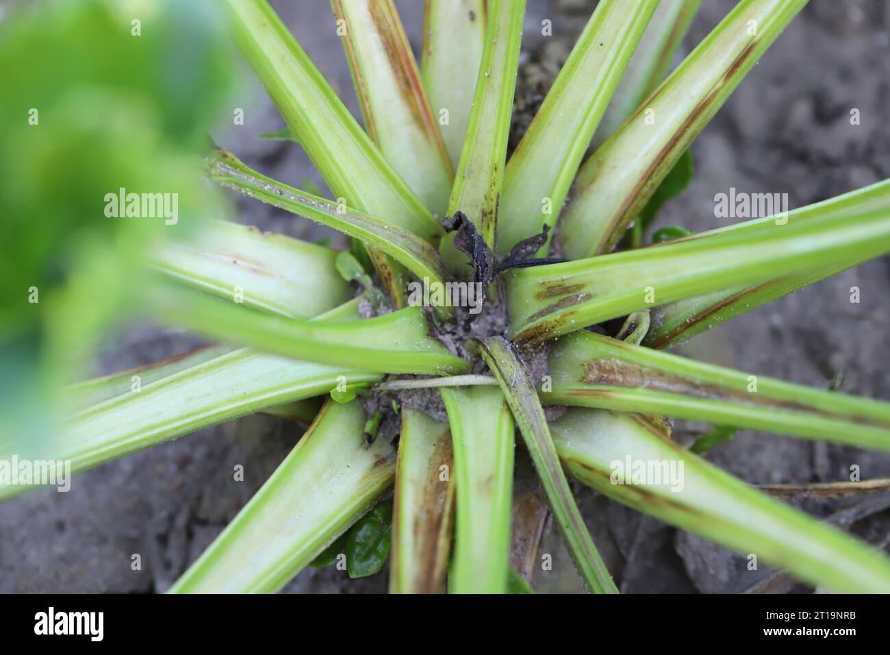 Boron deficiencies on sugar beet plants. Lack of nutrients ...