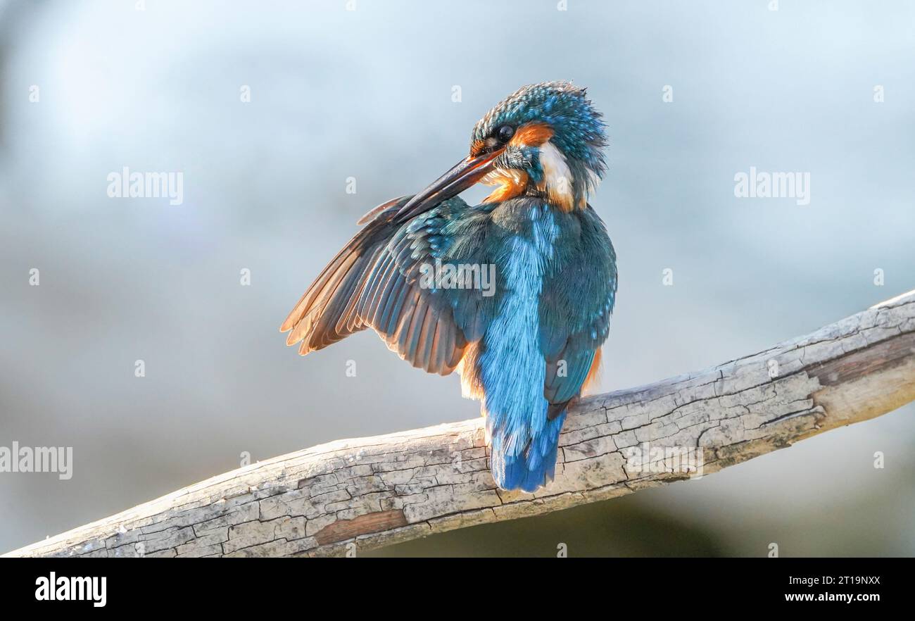 Common kingfisher, Eurasian Kingfisher male, at a riverside cleaning ...