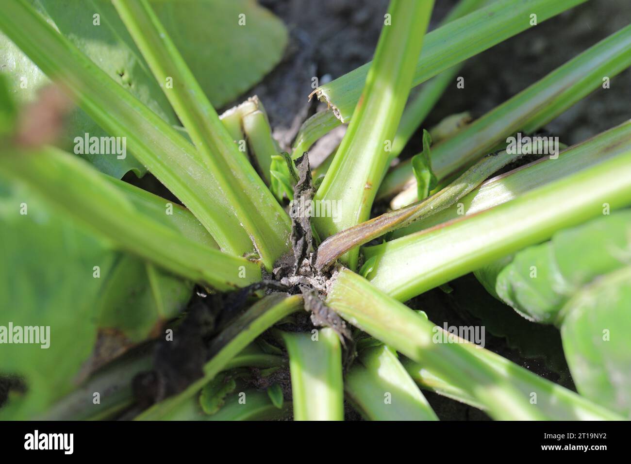 Boron deficiencies on sugar beet plants. Lack of nutrients ...